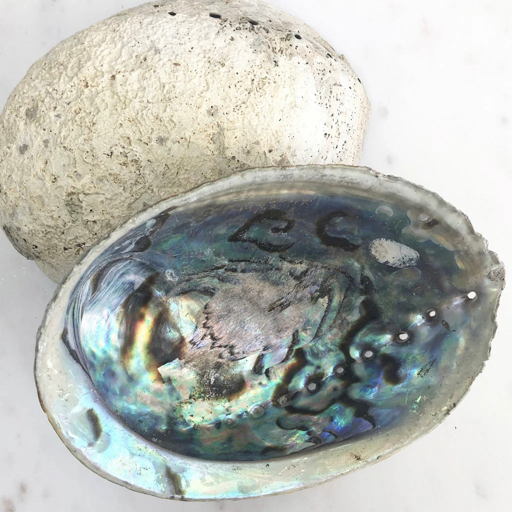 Abalone Shell | Simply Amore
